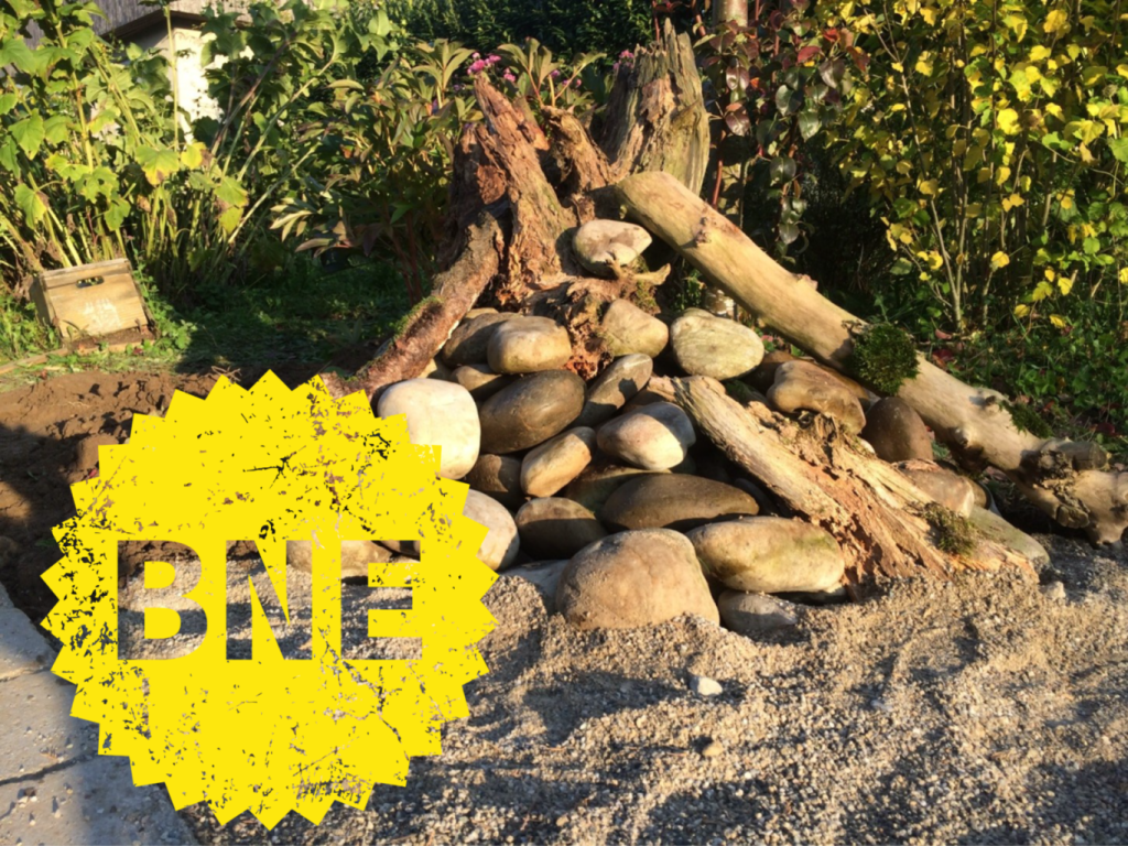 Zauneidechse - BNE-Garten-Labor